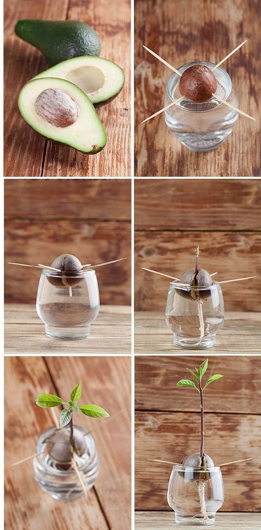 How to grow avocado tree – The-Dirty-Hoe.com