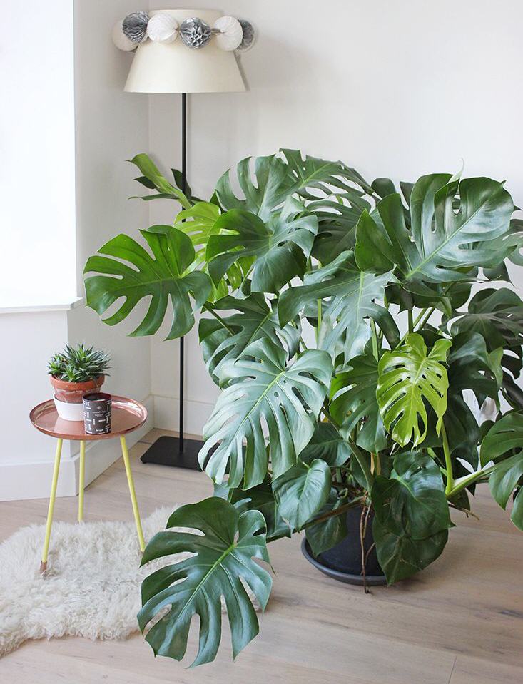 Monstera Plant Tips – The-Dirty-Hoe.com