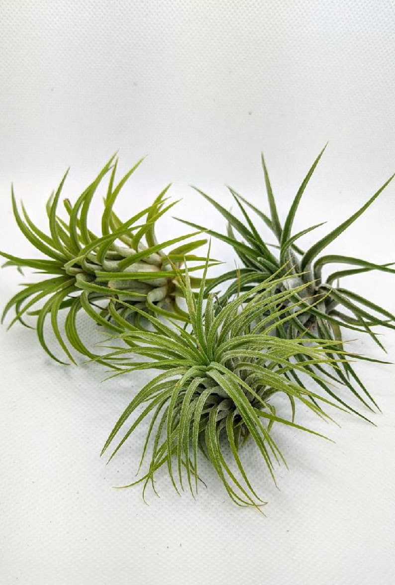 Best air plants for beginners – The-Dirty-Hoe.com