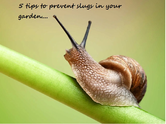 No slugs allowed! – The-dirty-hoe.com
